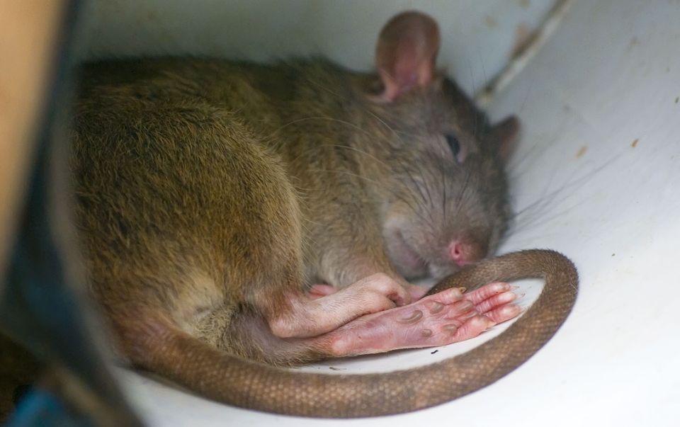 Bumblefoot: Causes and Treatment - Shanklin Pet Stores Isle of Wight