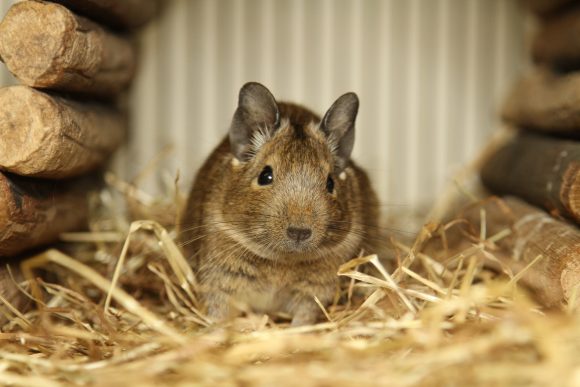 What Can Degu's Eat? - Shanklin Pet Stores Isle of Wight