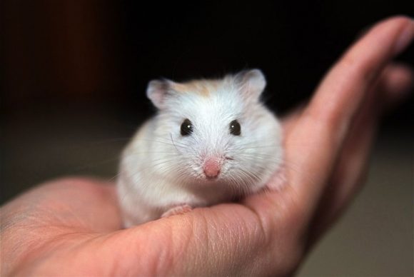 Syrian and Dwarf Hamsters - Shanklin Pet Stores Isle of Wight