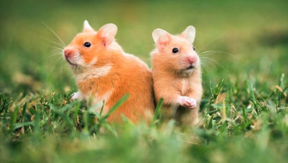 Syrian and Dwarf Hamsters - Shanklin Pet Stores Isle of Wight